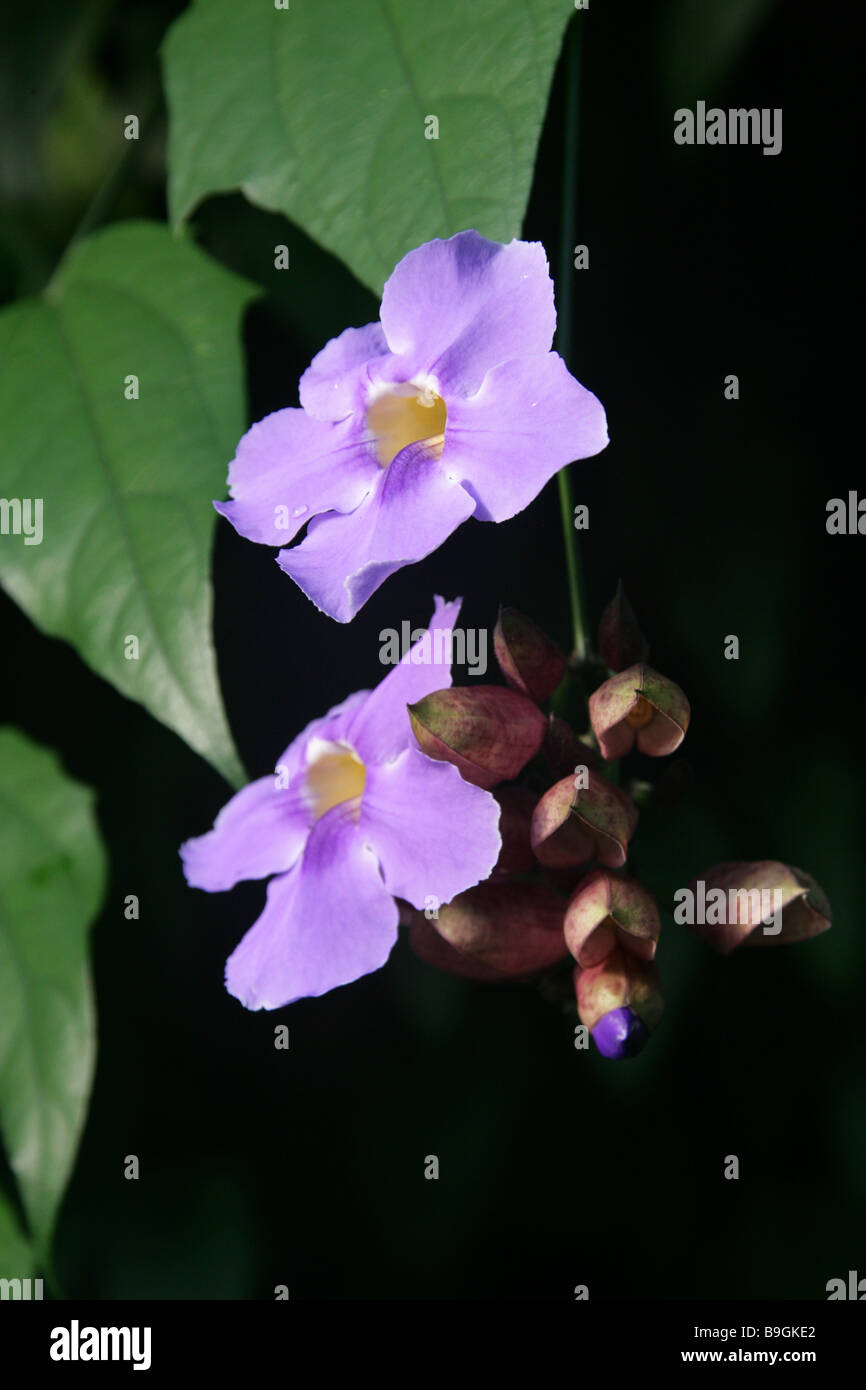 Blue Trumpet Vine, Laurel Clock Vine or Babbler's Vine, Thunbergia ...