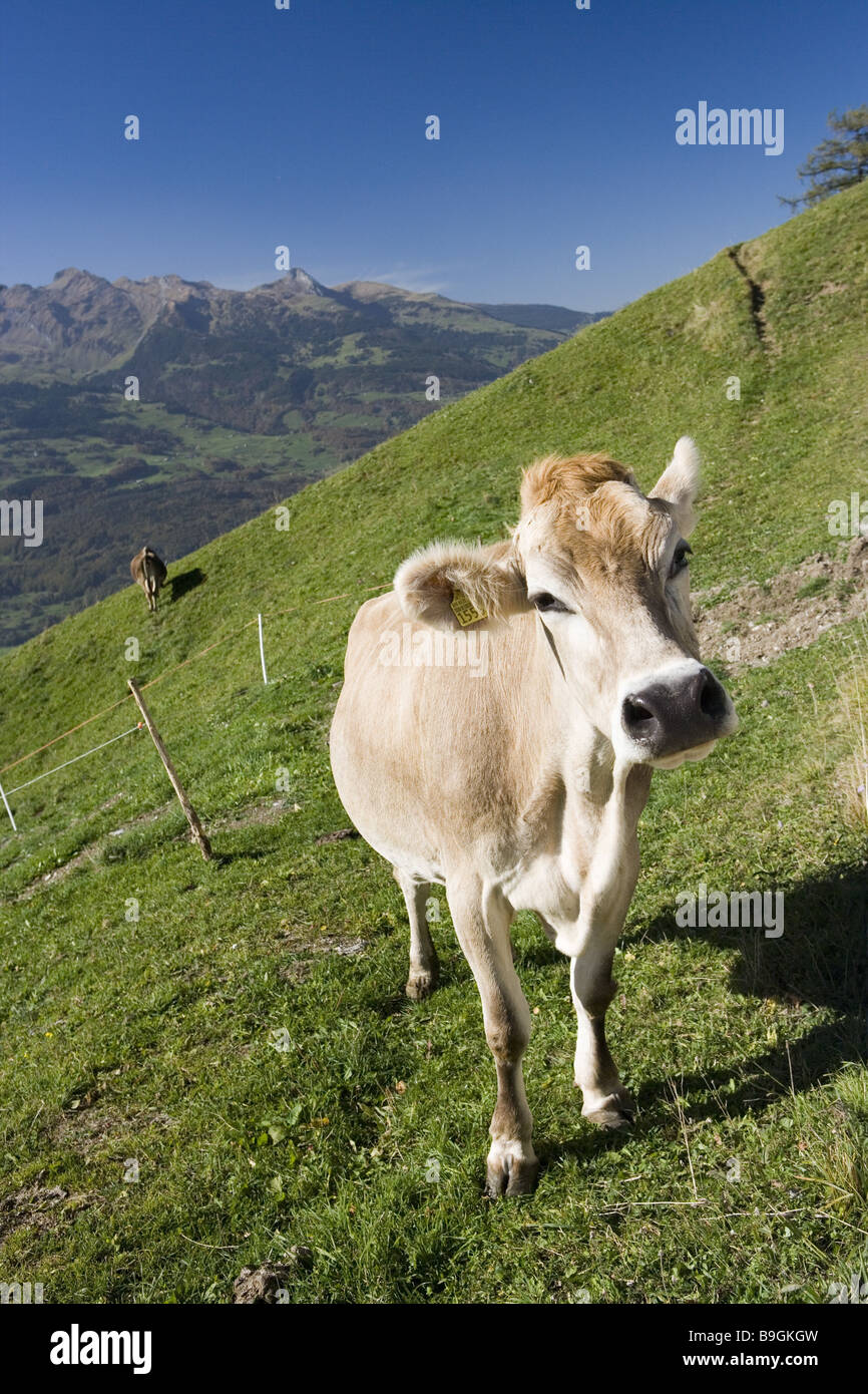 Principality Liechtenstein Vaduz alp mountain-meadow cow alp Alpine ...