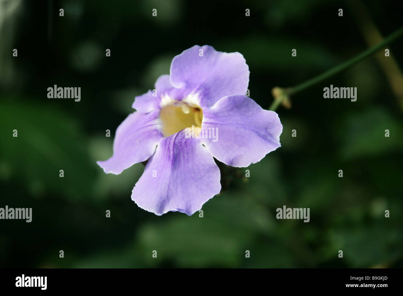 Invasive vine hi-res stock photography and images - Alamy