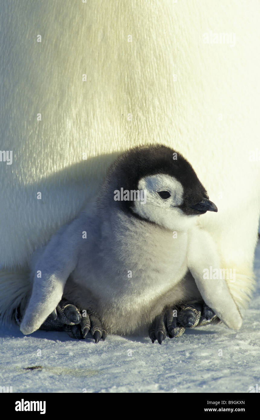 Emperor penguin foot hi-res stock photography and images - Alamy