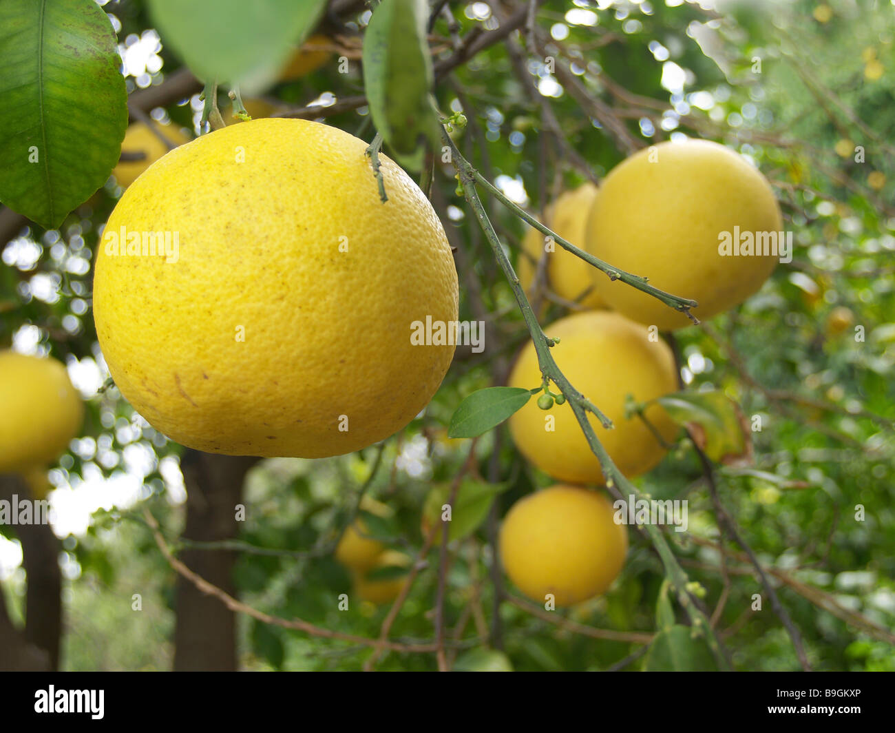 Ripe grapefruit tree hi-res stock photography and images - Alamy