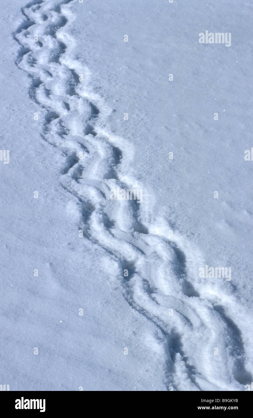 Penguin tracks hi-res stock photography and images - Alamy