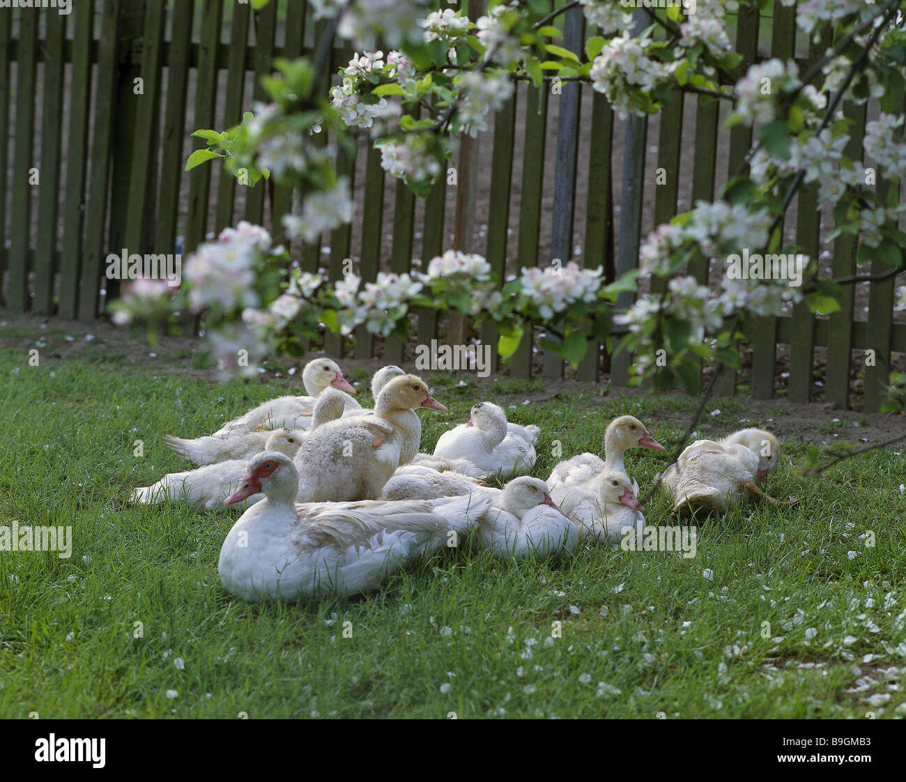 Garden meadow duck old-bird squabs animals birds animal-attitude ...