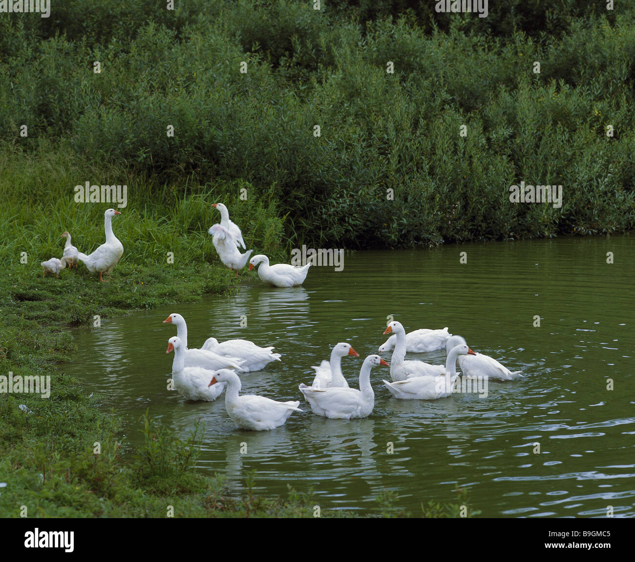 Old house with geese hi-res stock photography and images - Alamy