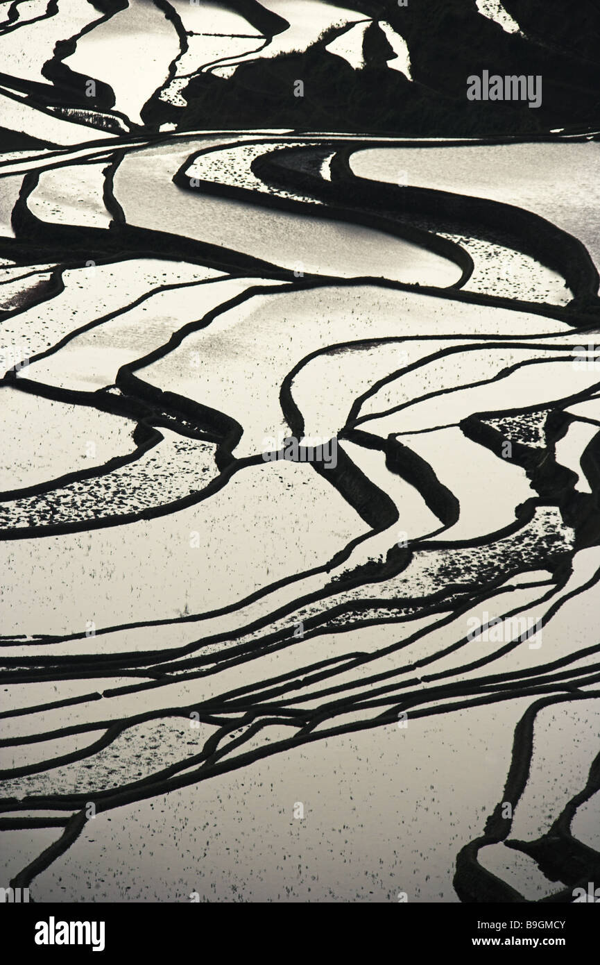 Asia China rice-terraces reflects morning-mood close-up Cultivation ...