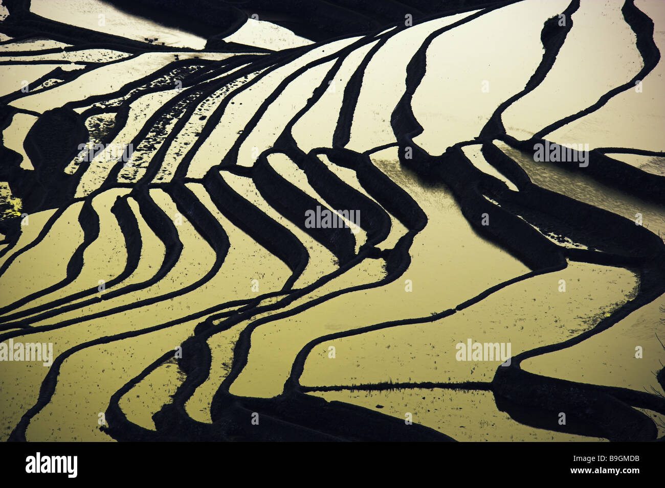 Asia China rice-terraces reflects sunrise close-up Cultivation aiming ...