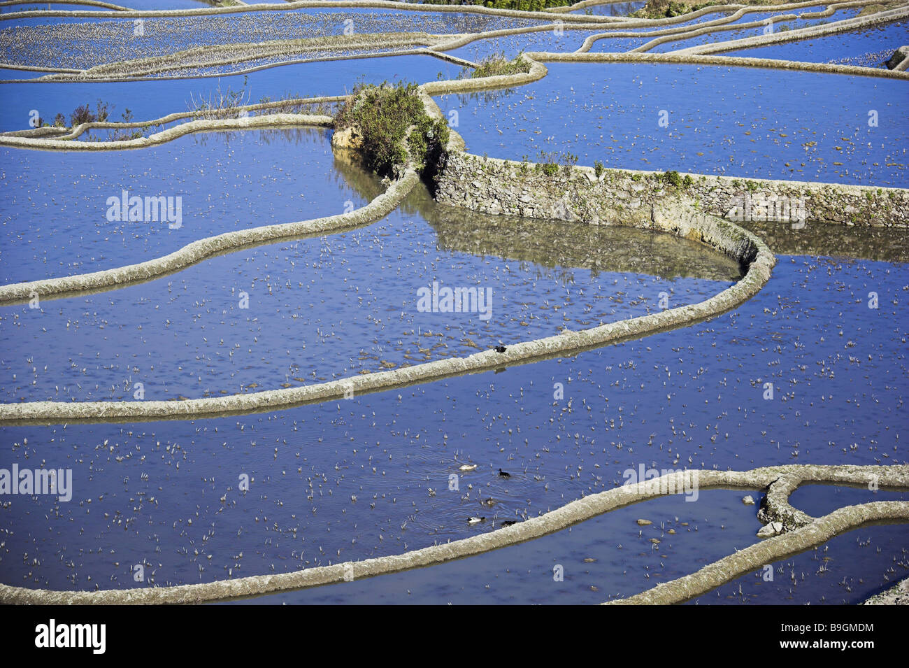 Asia China rice-terraces close-up Stock Photo - Alamy