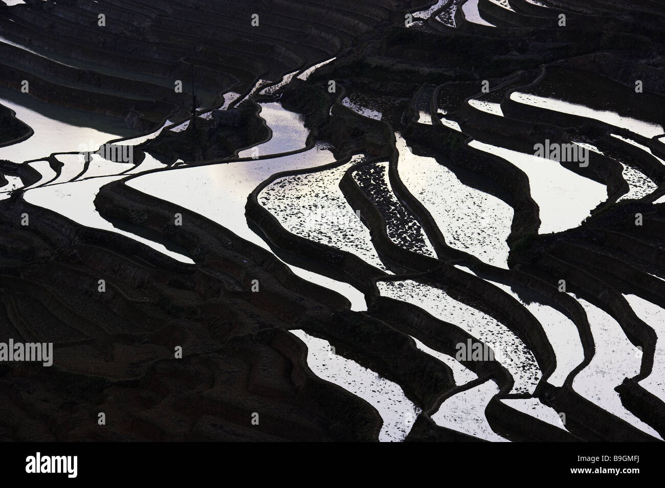 Asia China rice-terraces reflects morning-mood close-up Cultivation ...