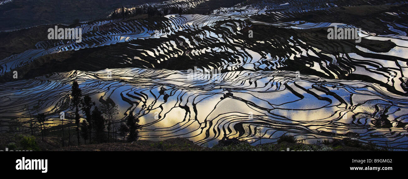 Asia China rice-terraces reflects sunrise close-up Cultivation aiming ...