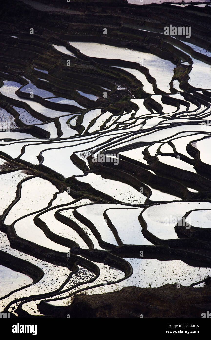Asia China rice-terraces reflects morning-mood close-up Cultivation ...