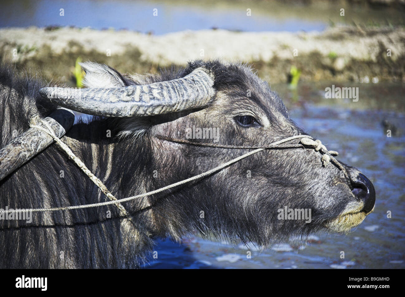 Asia China water-buffalos Bubalus useful-animal rice-terraces ...