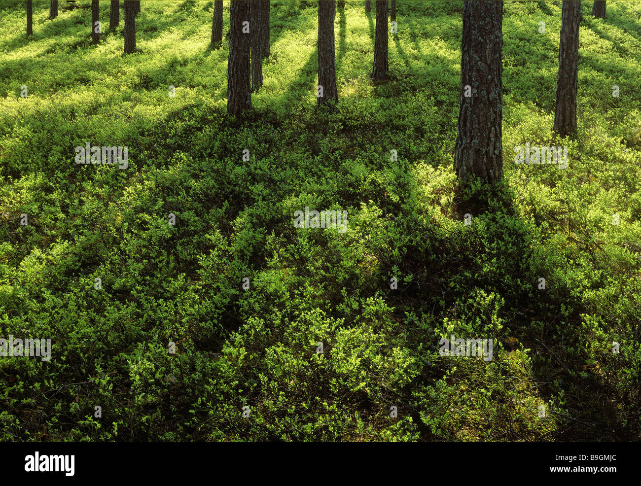 Norway Buskerud Kongsberg forest detail tree-trunks blueberry-bushes ...