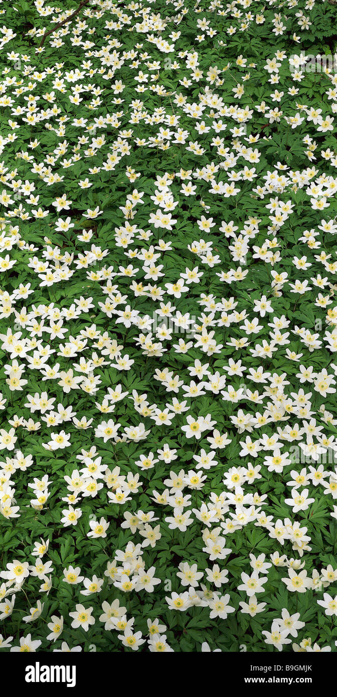 Forest-ground bush-anemones anemone nemorosa bloom white top view ...
