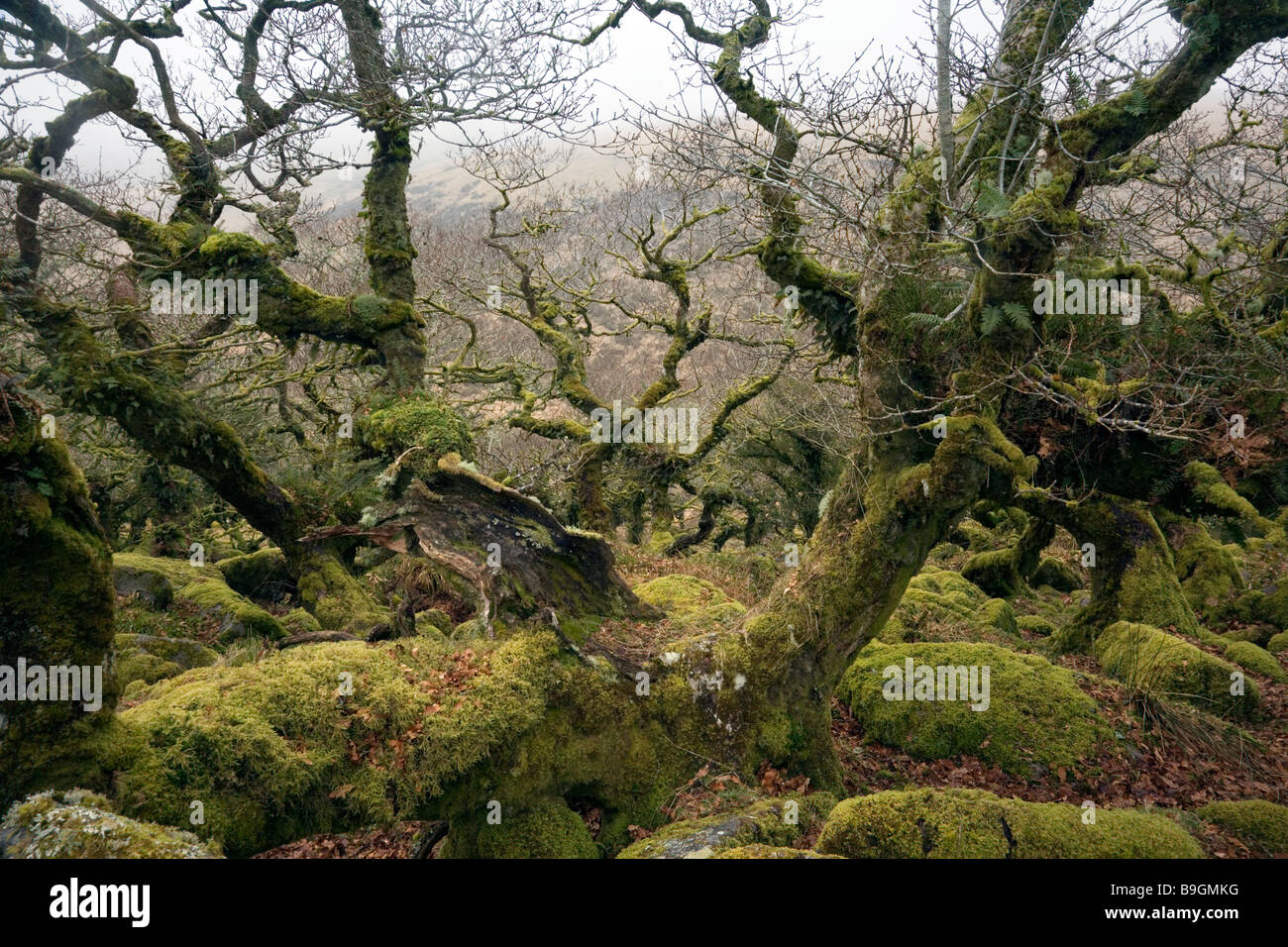 Stunted oak trees grow from a jumble of mossy rocks at Wistmans Wood on ...