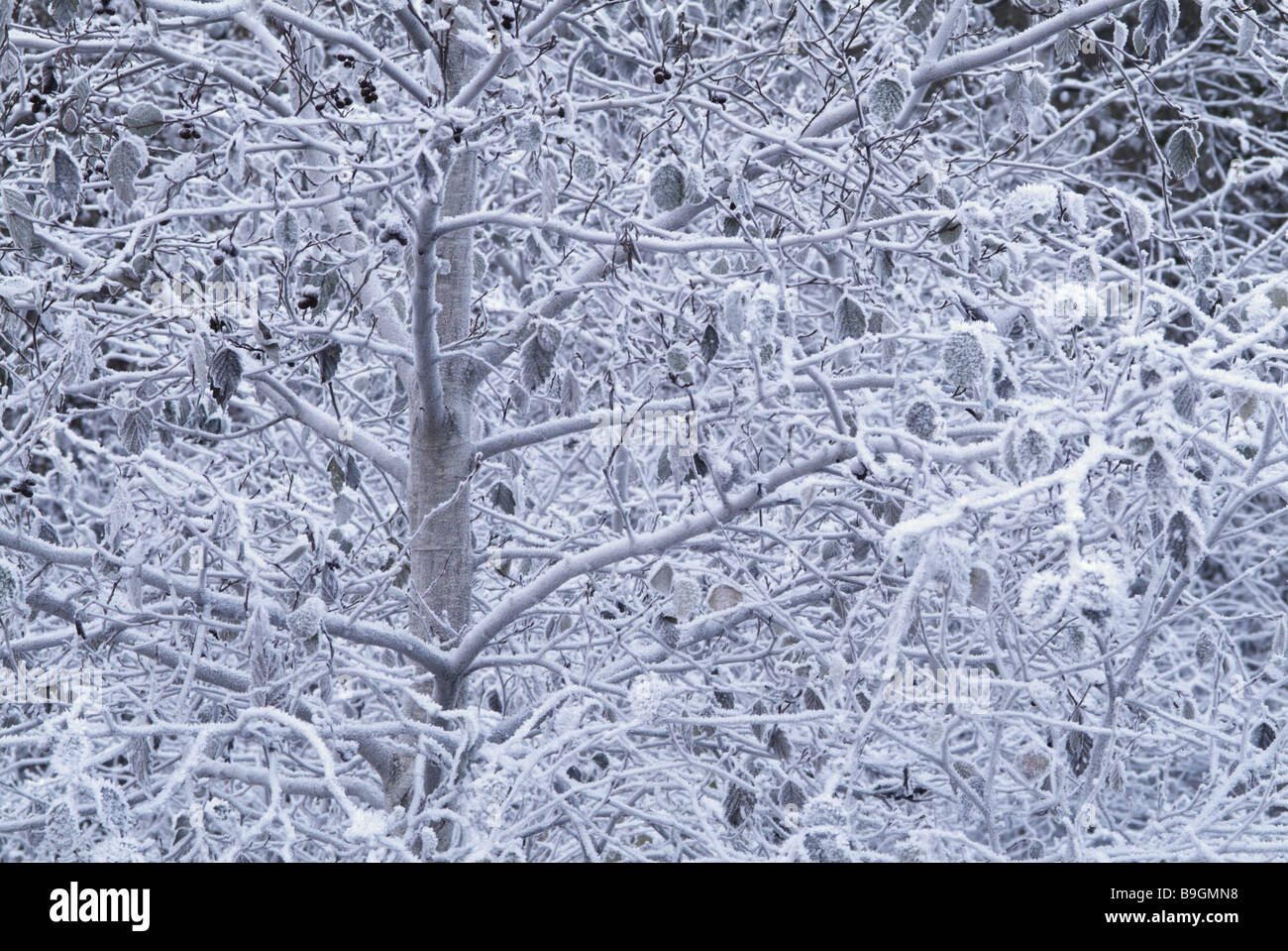 Beech hoarfrost detail plant tree broad-leafed tree trunk branches ...