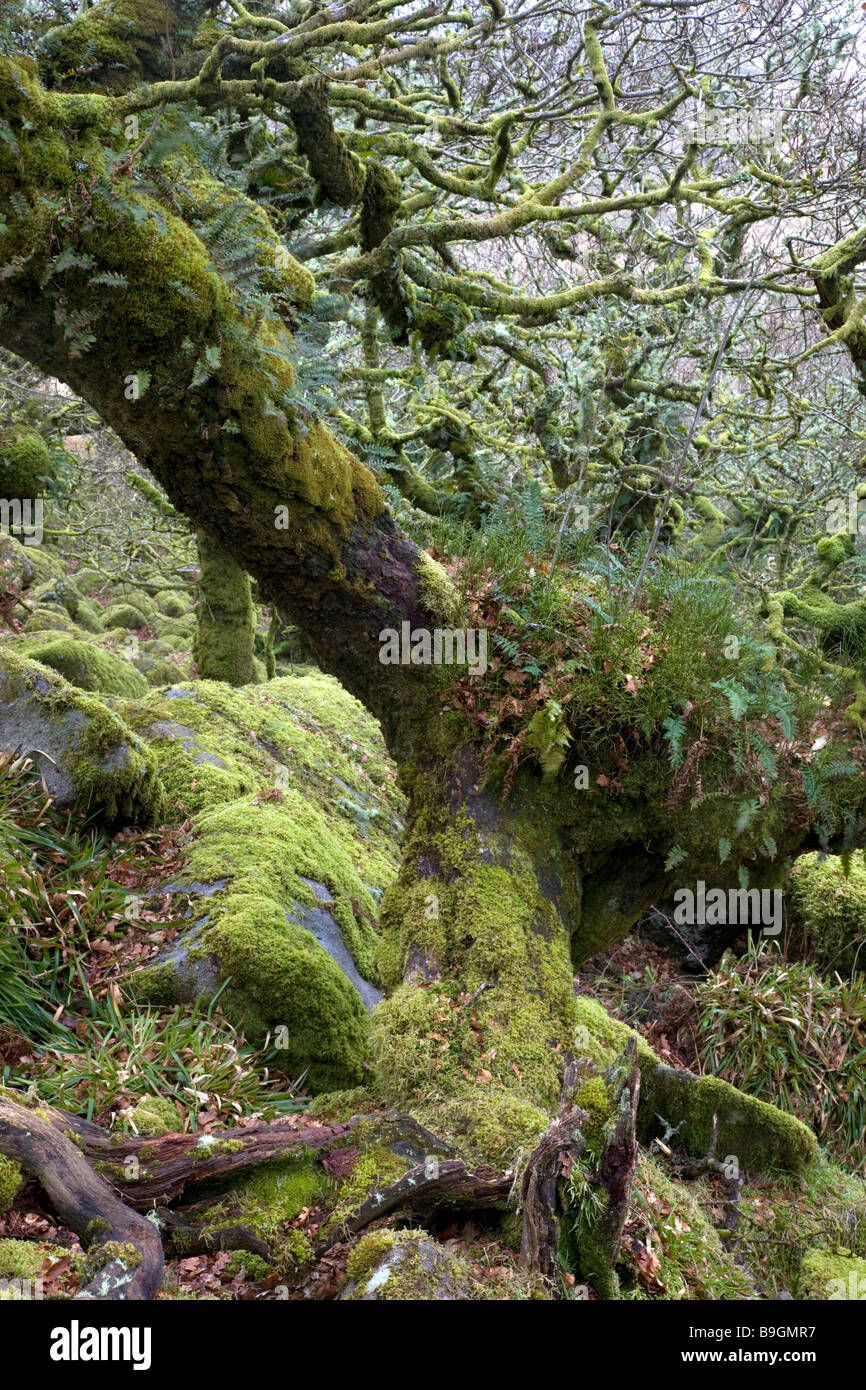 Stunted oak trees grow from a jumble of mossy rocks at Wistmans Wood on ...