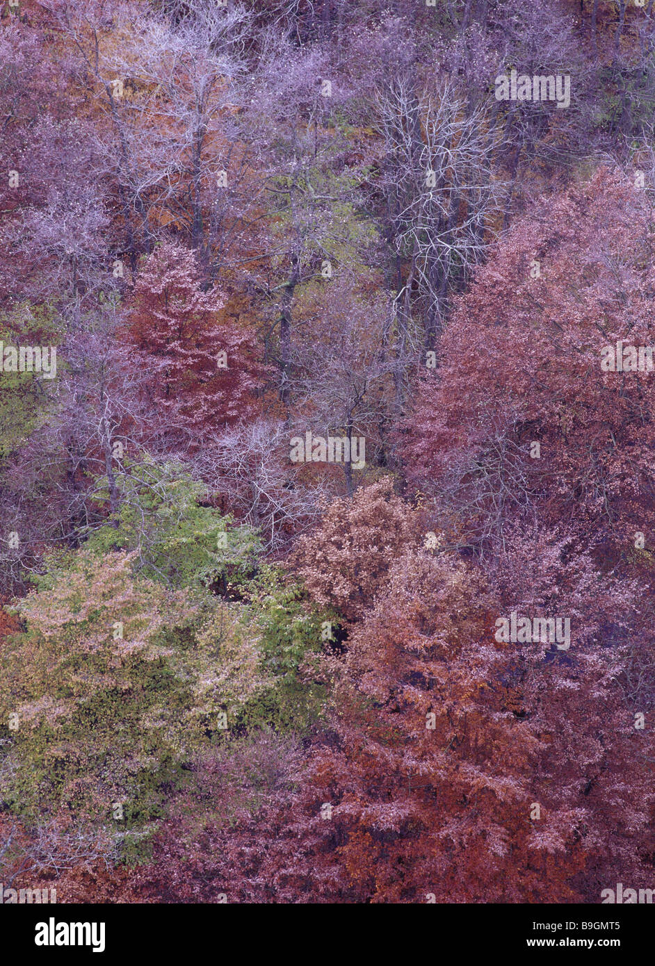 Sweden Scania Söderasen national-park deciduous forest autumn top view ...