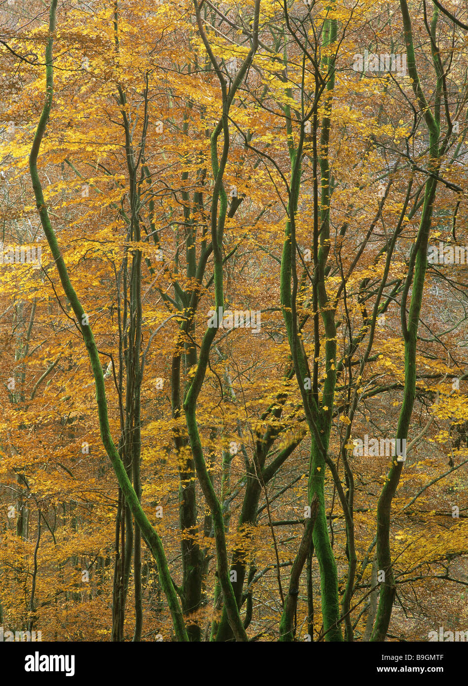 Sweden Scania Söderasen national-park deciduous forest autumn detail ...