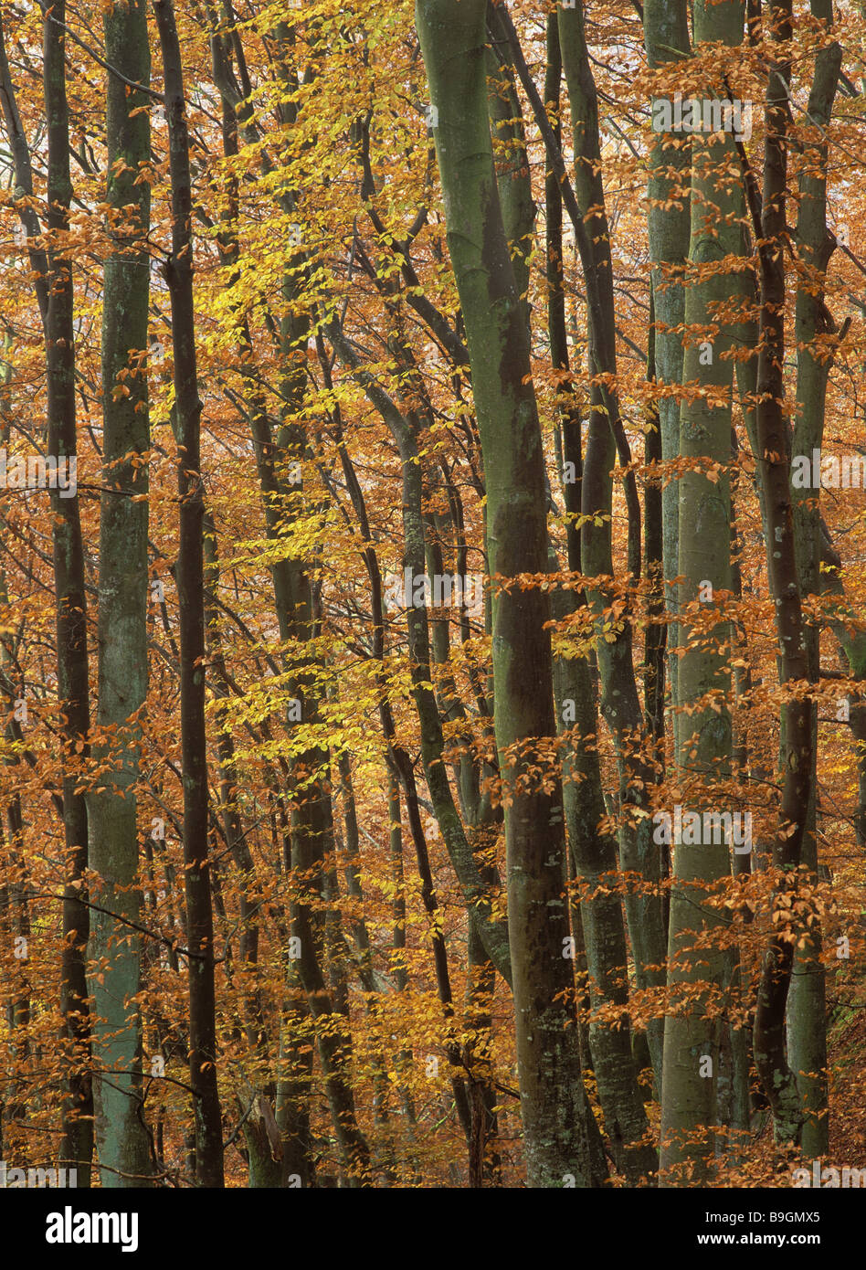 Sweden Scania Söderasen national-park deciduous forest autumn detail ...