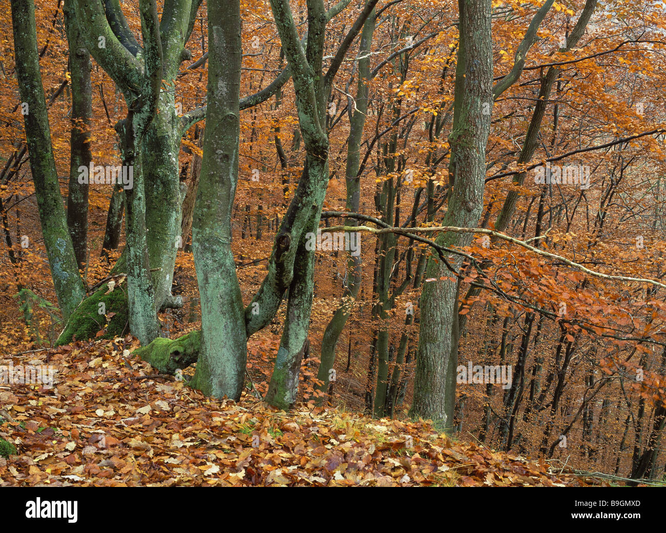 Sweden Scania Söderasen national-park deciduous forest autumn detail ...