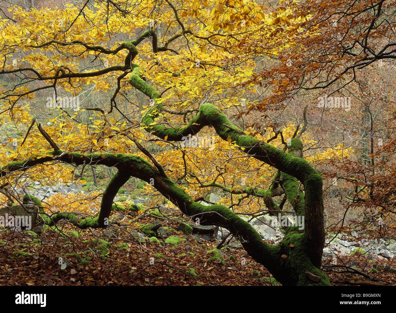 Sweden Scania Söderasen national-park deciduous forest autumn detail ...