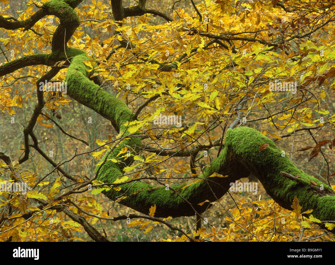 Sweden Scania Söderasen national-park deciduous forest autumn detail ...