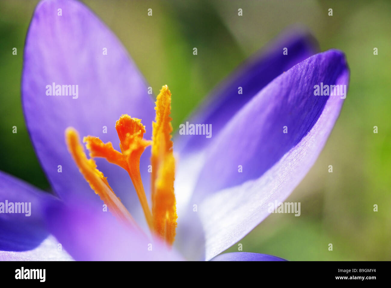 Neapolitanus hi-res stock photography and images - Alamy