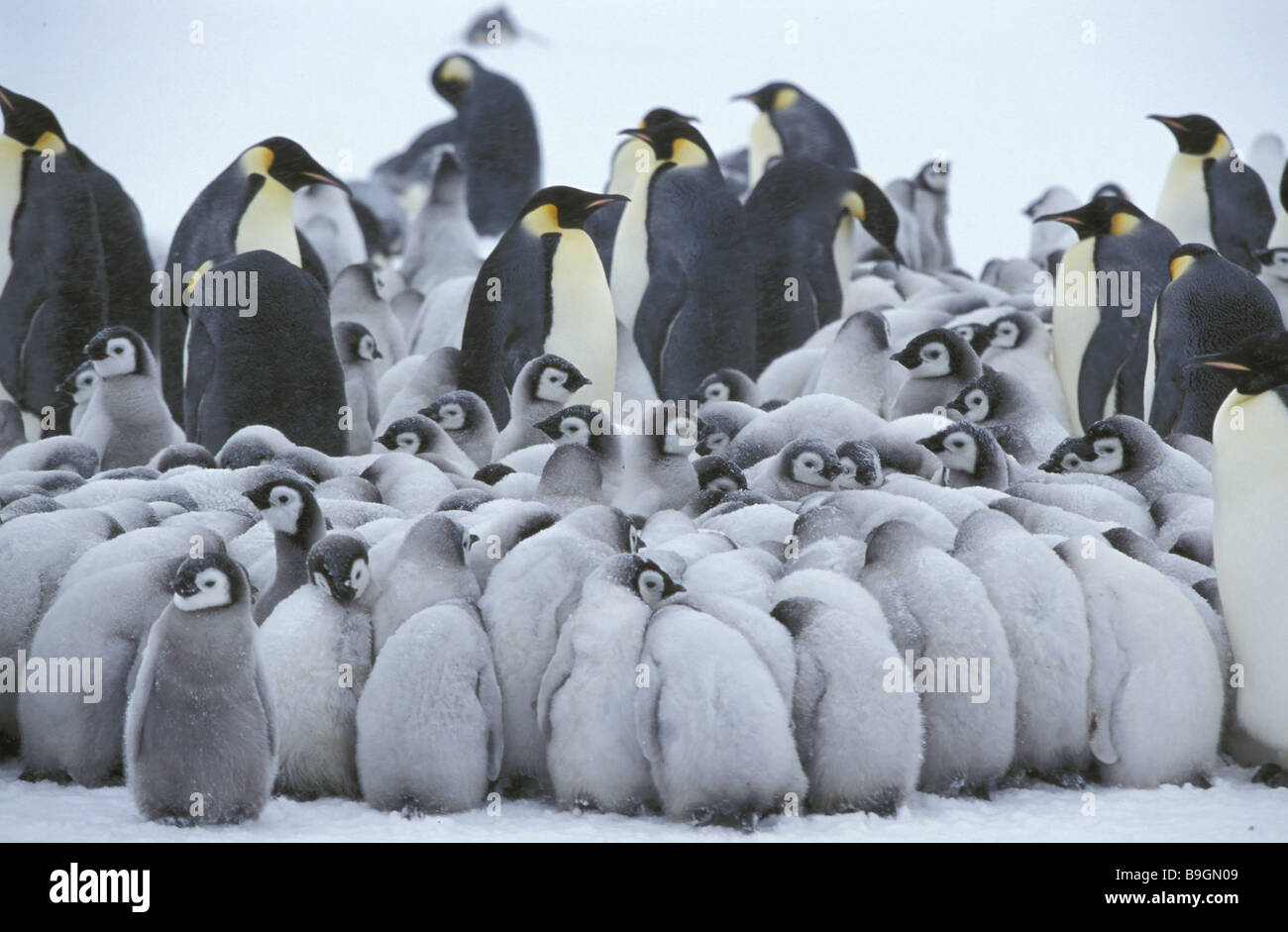 Emperor-penguins Aptenodytes forsteri Stock Photo - Alamy