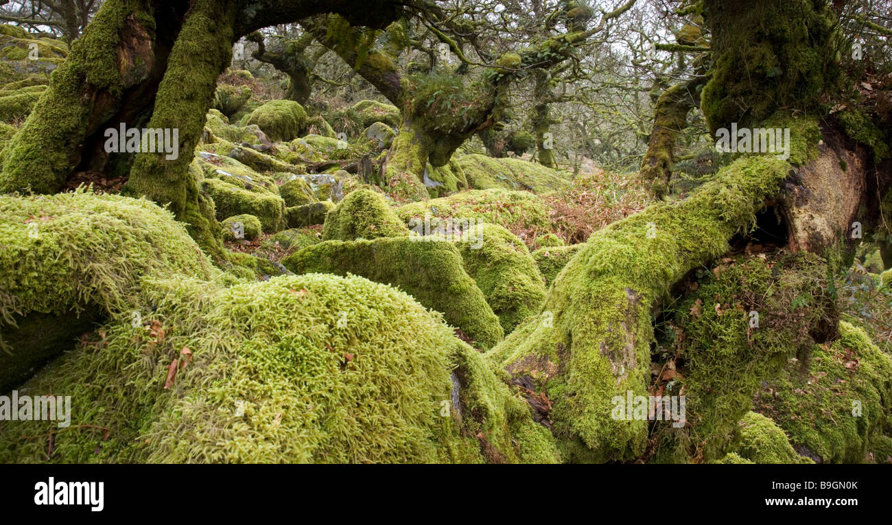 Stunted oak trees grow from a jumble of mossy rocks at Wistmans Wood on ...