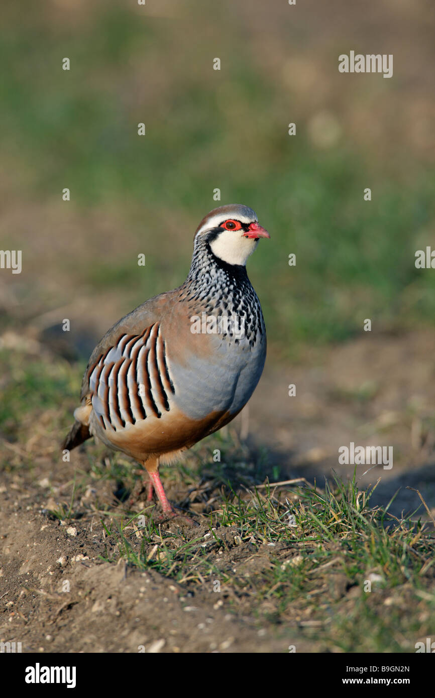 Red-legged Partridge Alectoris rufa Stock Photo - Alamy