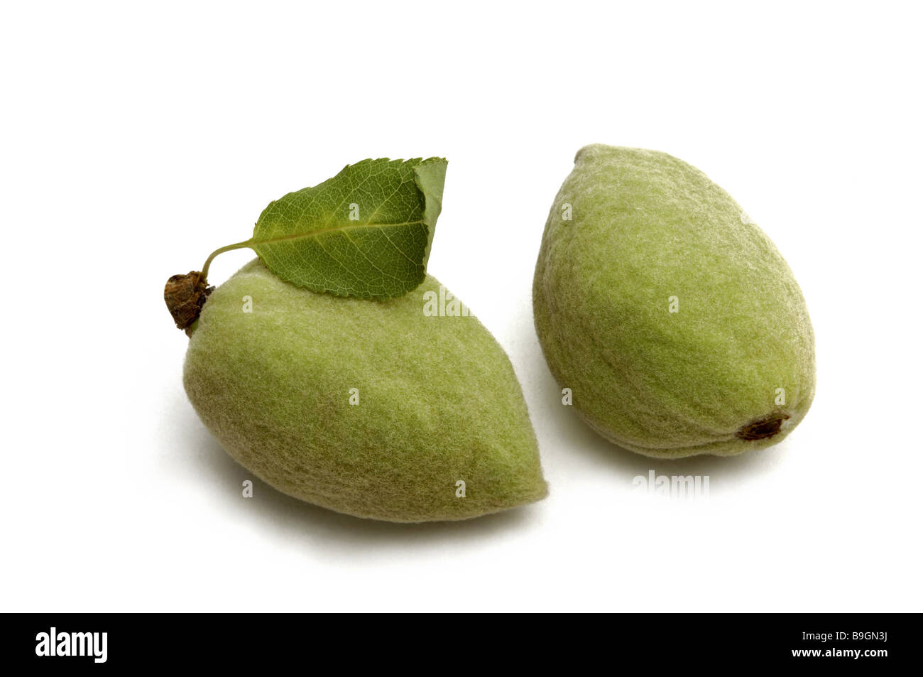 Almonds two clipping path Prunus dulcis fruits stone-fruits fresh green ...