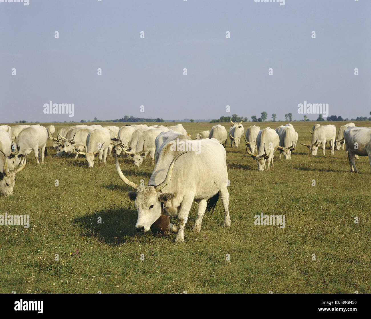 Hungary Hortobagy Puszta Hungarian steppe-cows food-search animals ...