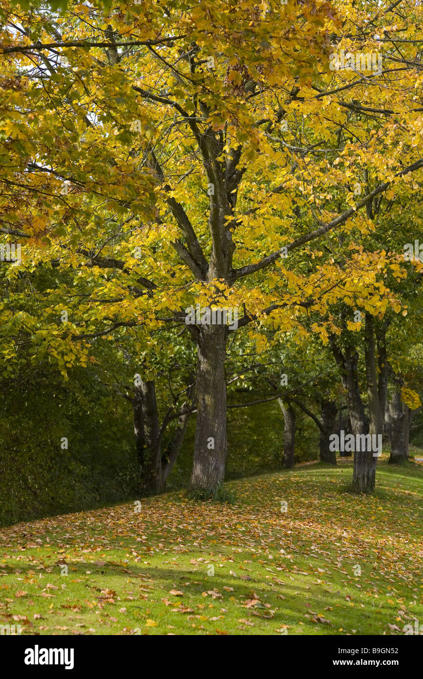 Park trees fall foliage Stock Photo - Alamy