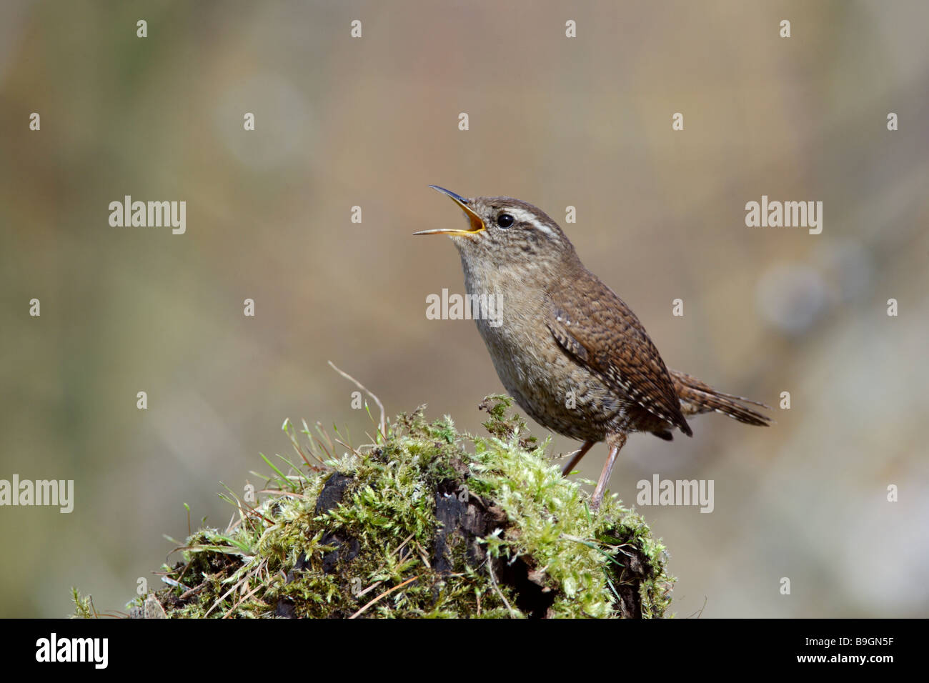 Wren Troglodytes troglodytes singing Stock Photo - Alamy
