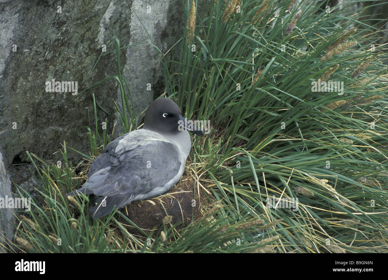 Gray-Coat-Sooty Albatross Phoebetria palpebrata nesting site Stock ...
