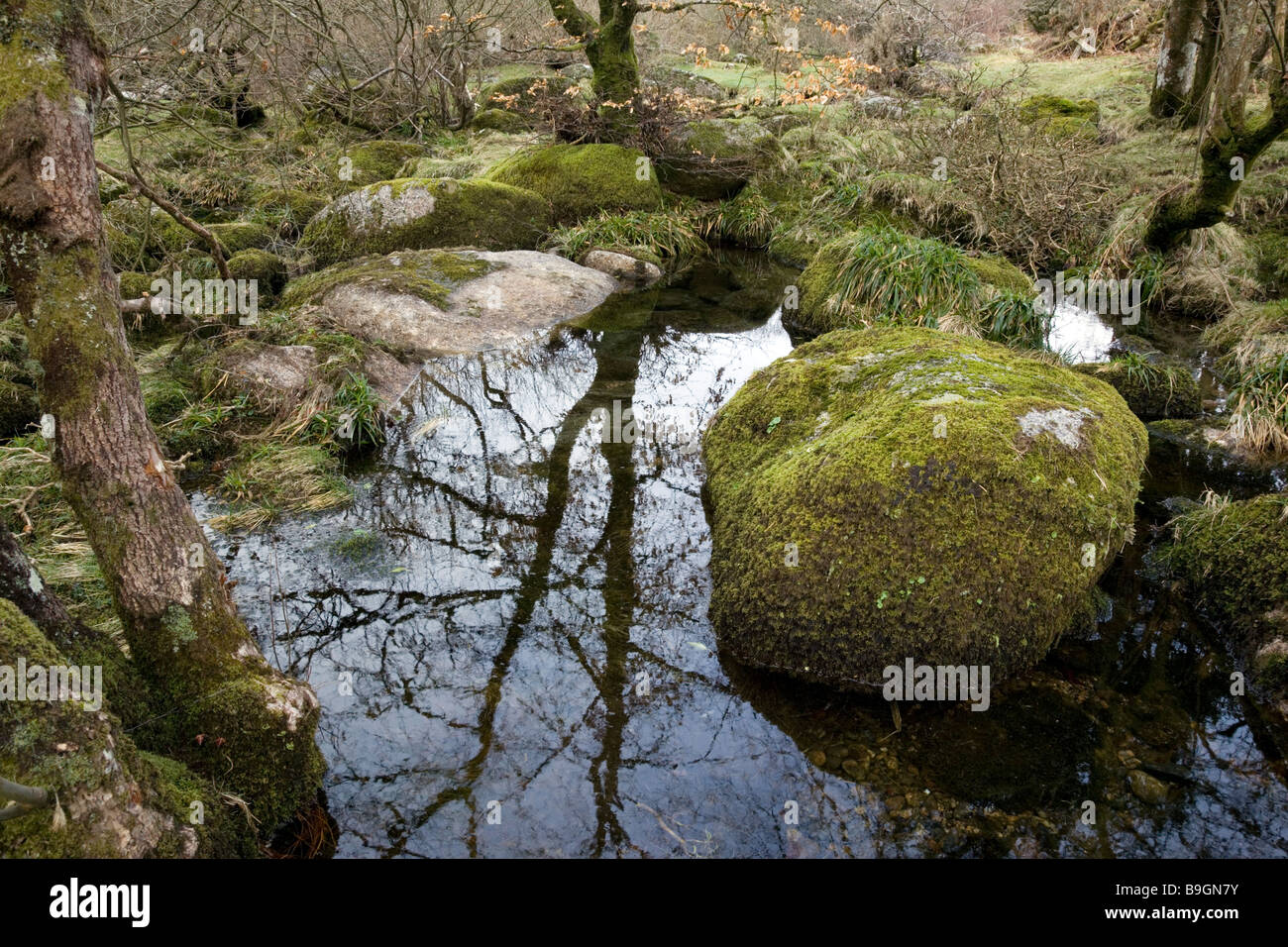 Reflected tree in woods lining the River Dart south of Dartmeet, Devon ...
