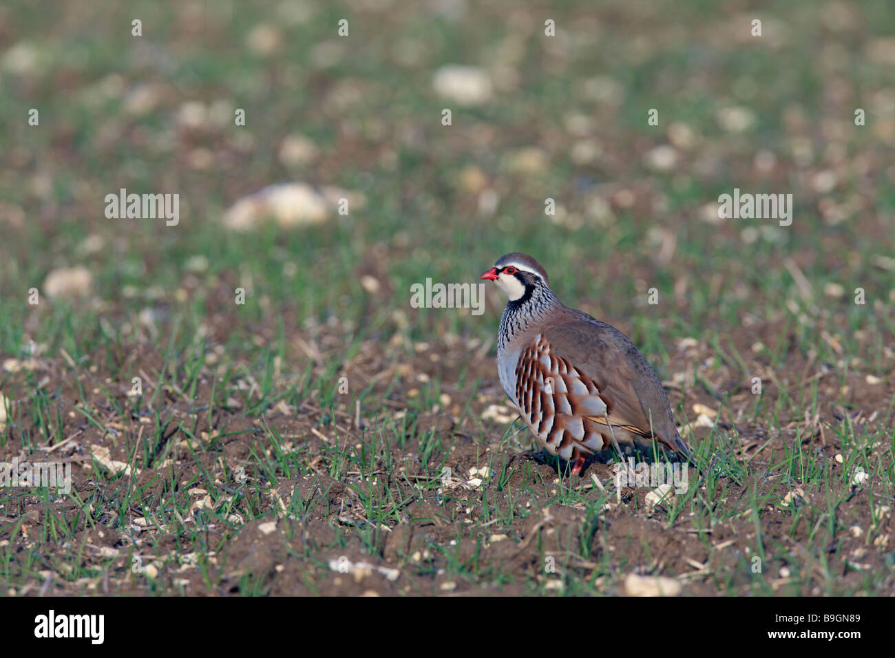 Red-legged Partridge Alectoris rufa Stock Photo - Alamy