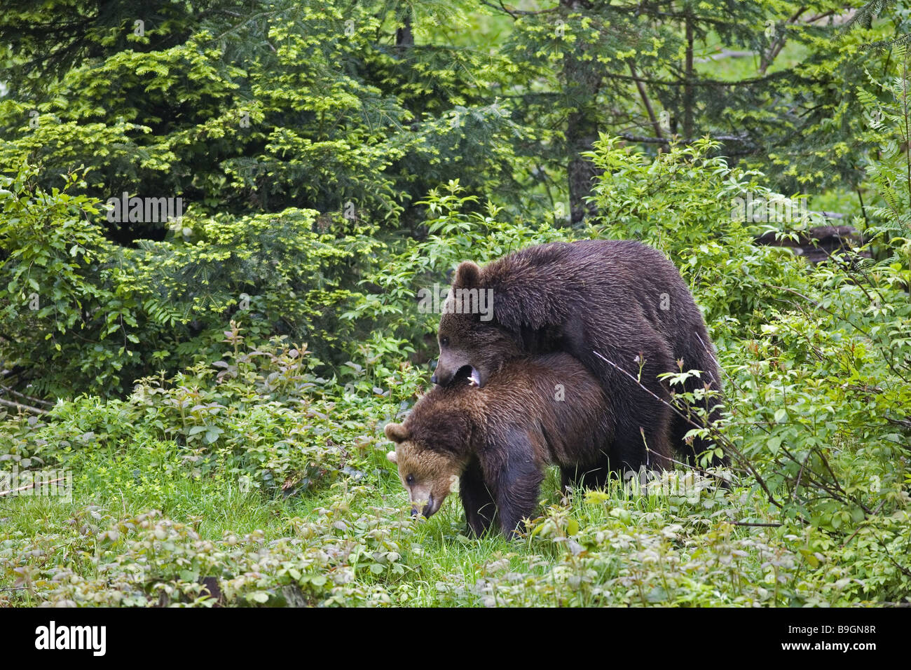 Pairs of bears hi-res stock photography and images - Alamy