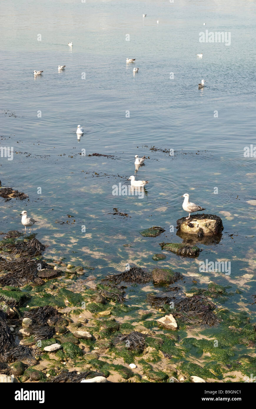 Water seaweed rocks hi-res stock photography and images - Alamy