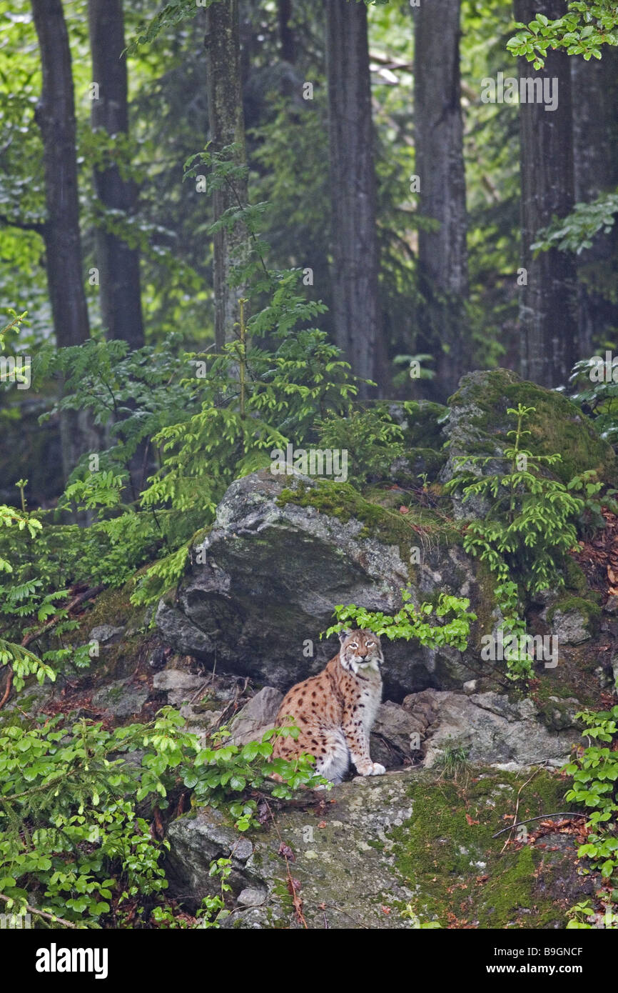 Lynx North-lynx Lynx lynx Stock Photo - Alamy