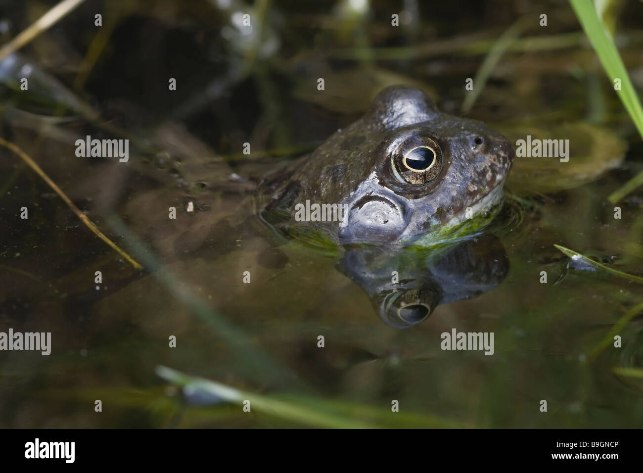 Frog eye side profile hi-res stock photography and images - Alamy