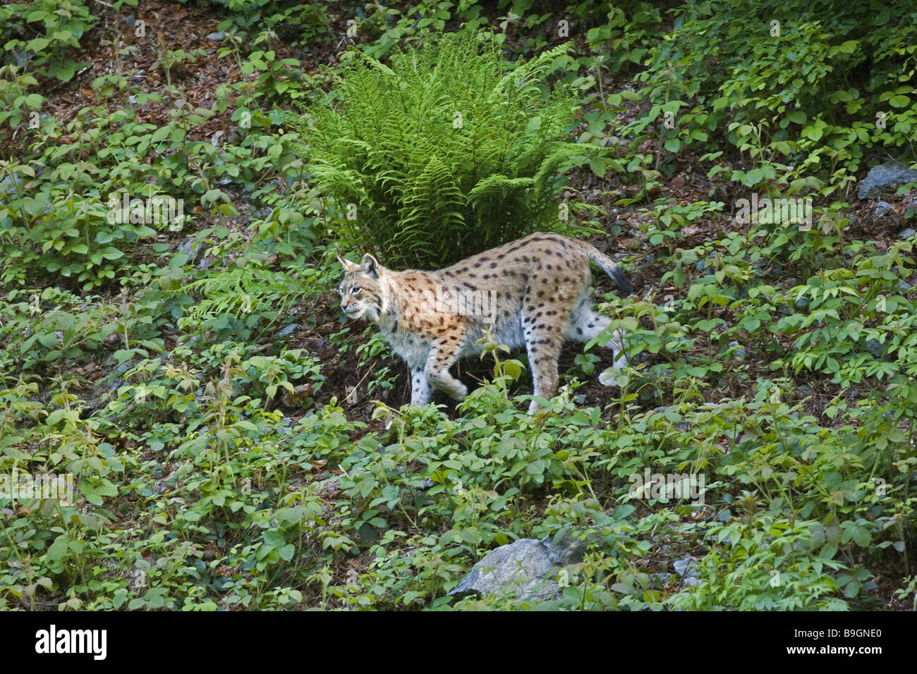 Lynx North-lynx Lynx lynx Stock Photo - Alamy
