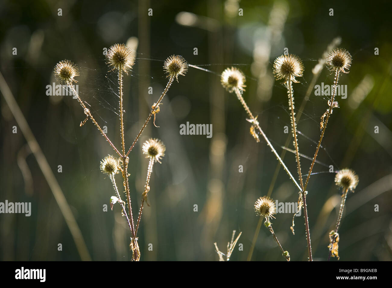 Indian summer plants gossamer Stock Photo - Alamy