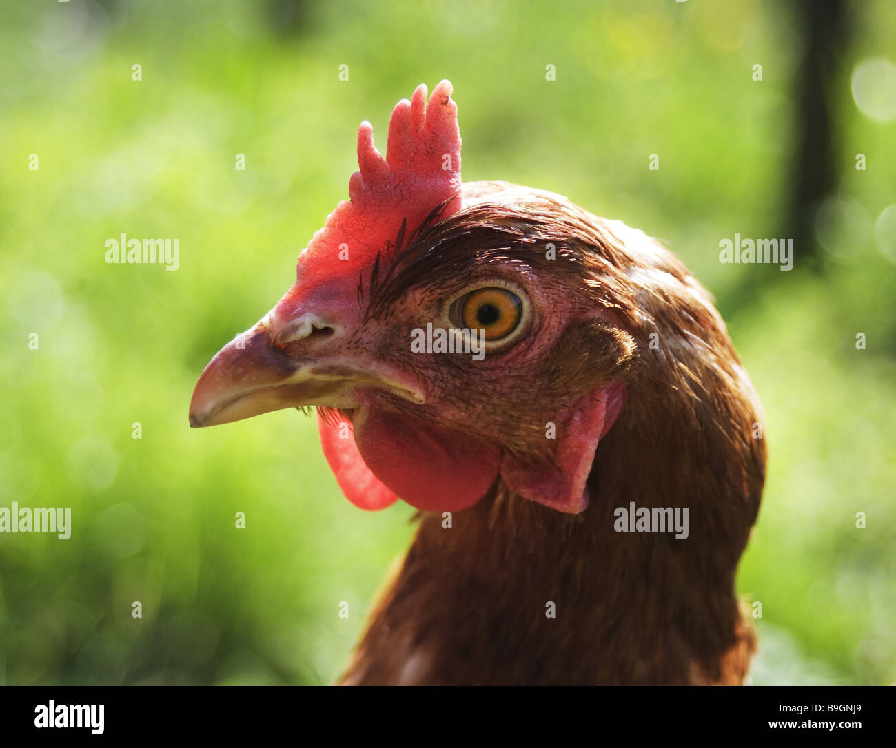 Chicken side-portrait neutral-finishes animal bird poultry useful ...