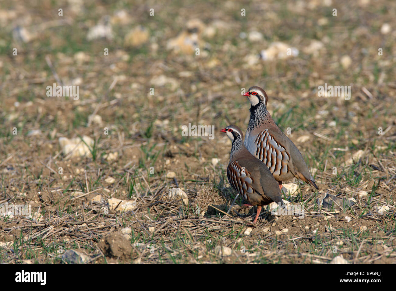 Red-legged Partridge Alectoris rufa Stock Photo - Alamy