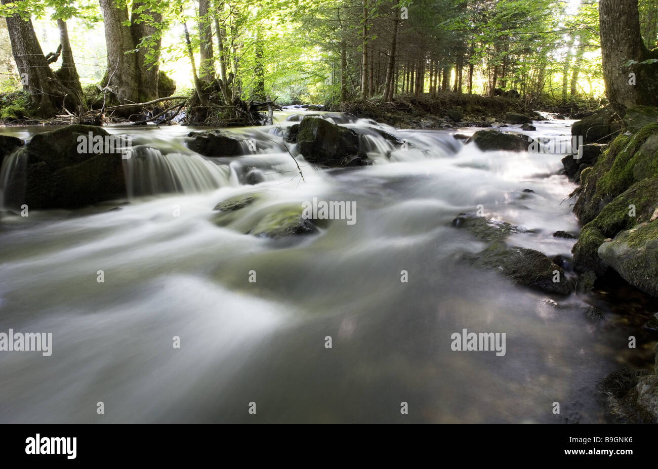 Forest-brook detail long-time-exposure forest trees brook waters water ...