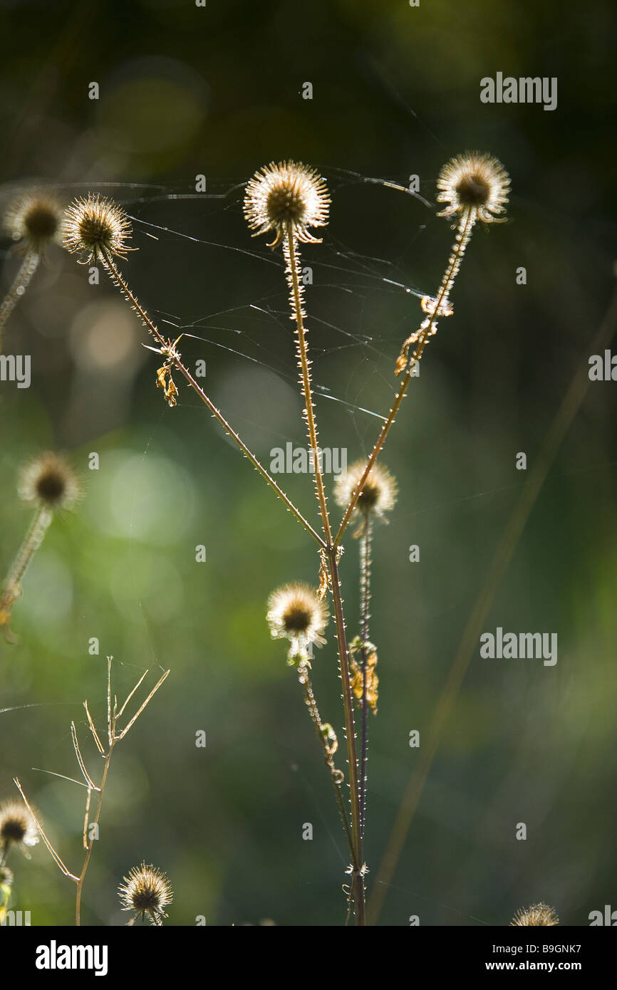 Indian summer plants gossamer Stock Photo - Alamy
