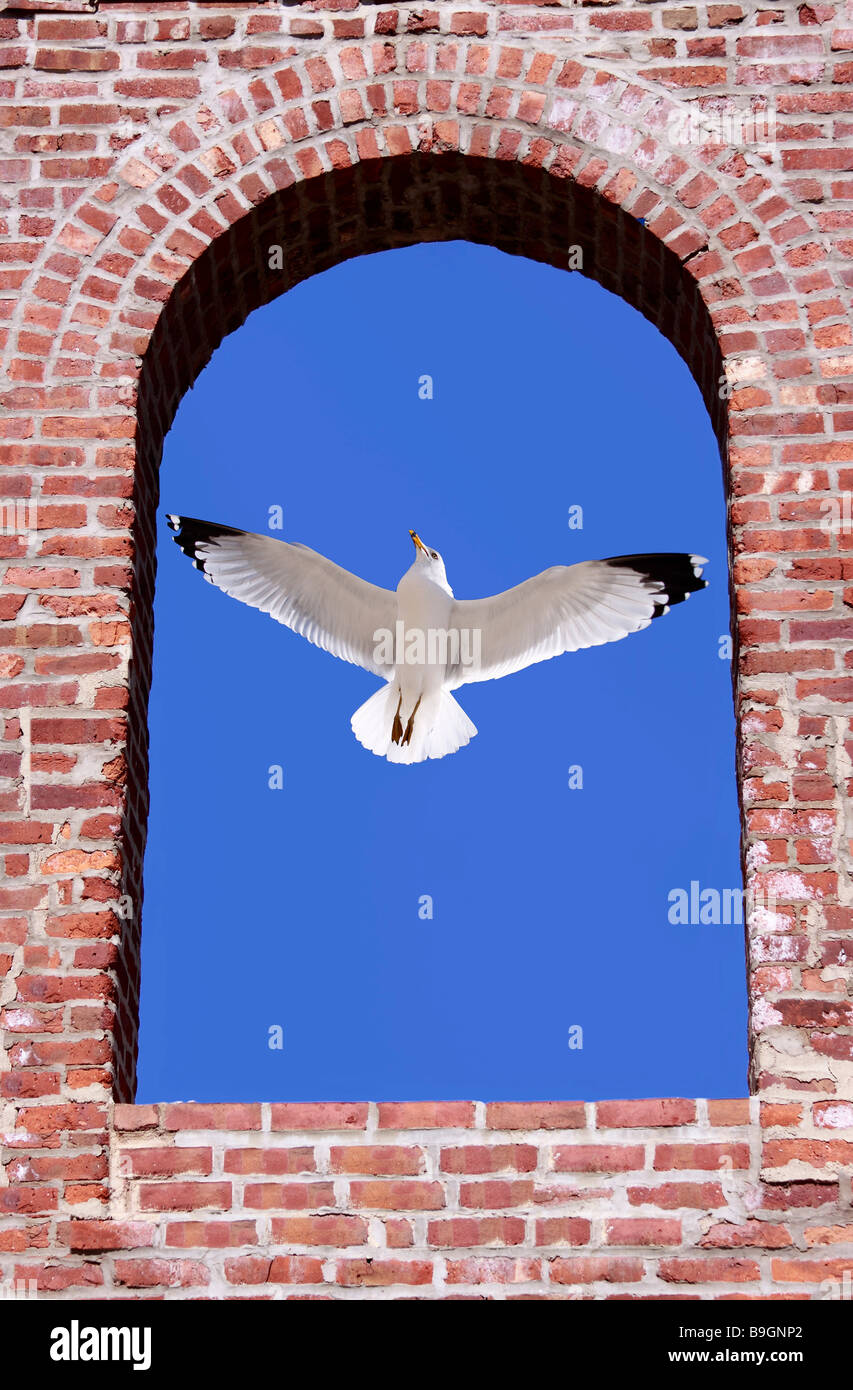 seagull in arched window opening in brick wall, Brooklyn NY Stock Photo ...