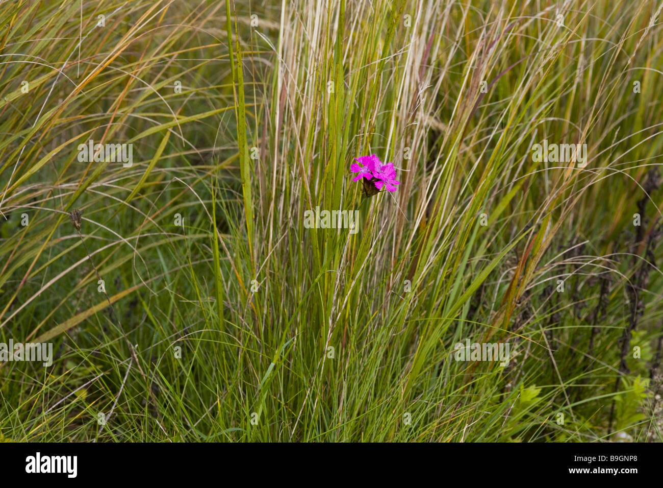 Grass flower light-carnation Stock Photo - Alamy