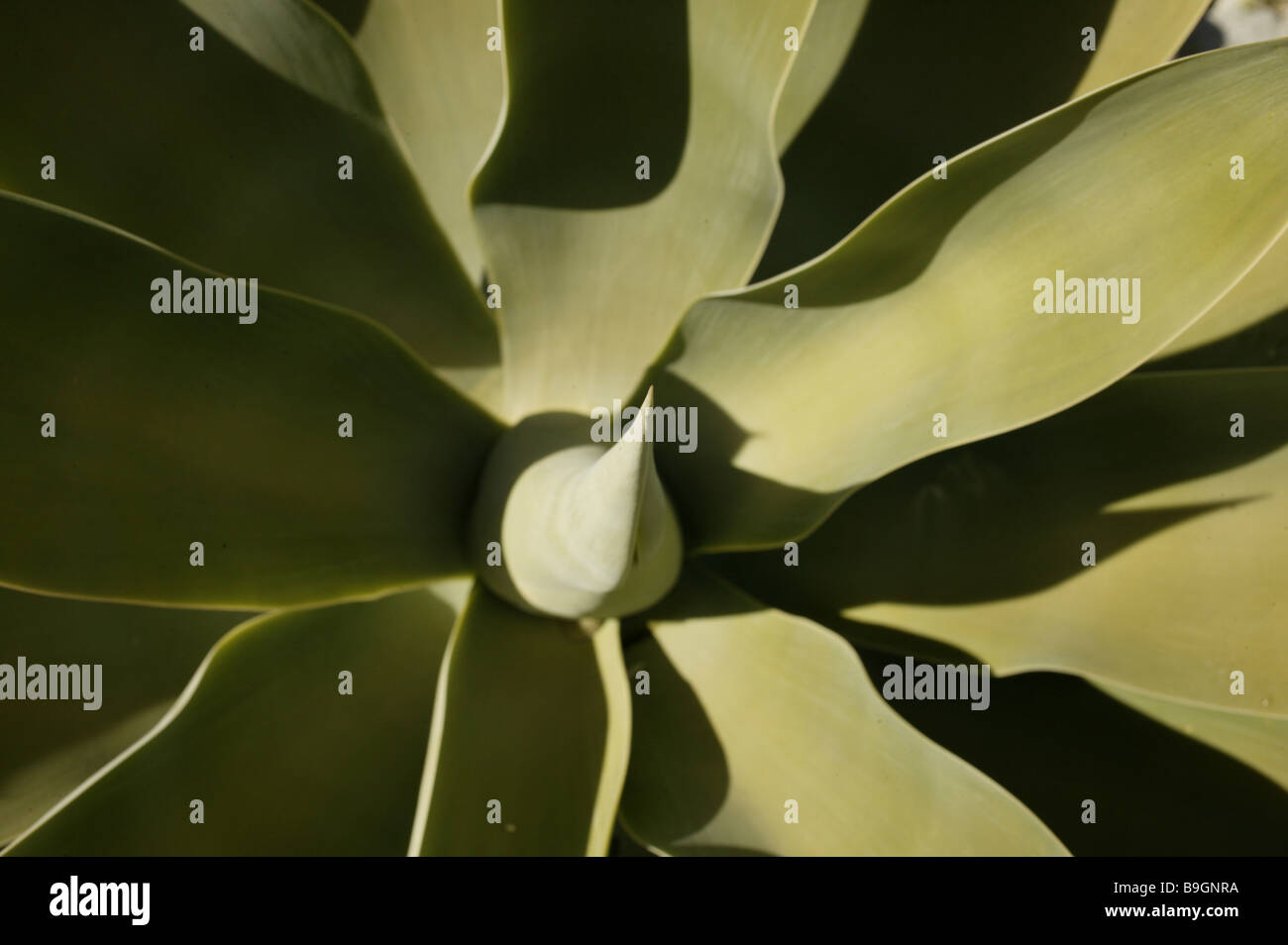 Agave Agavaceae leaves detail close-up Stock Photo - Alamy